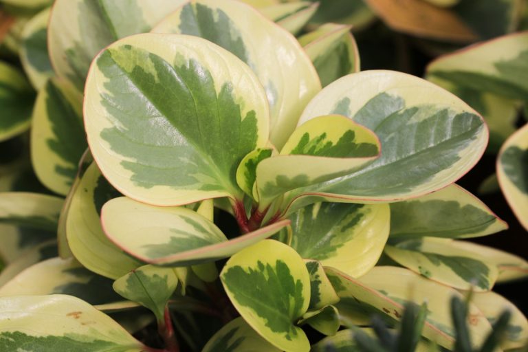 Peperomia obtusifolia: cultivation & care - Plantura