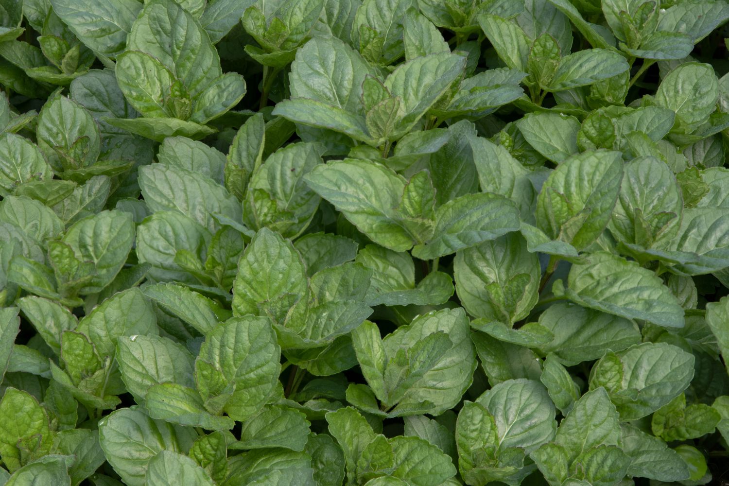 Peppermint: all about the flavourful herb - Plantura