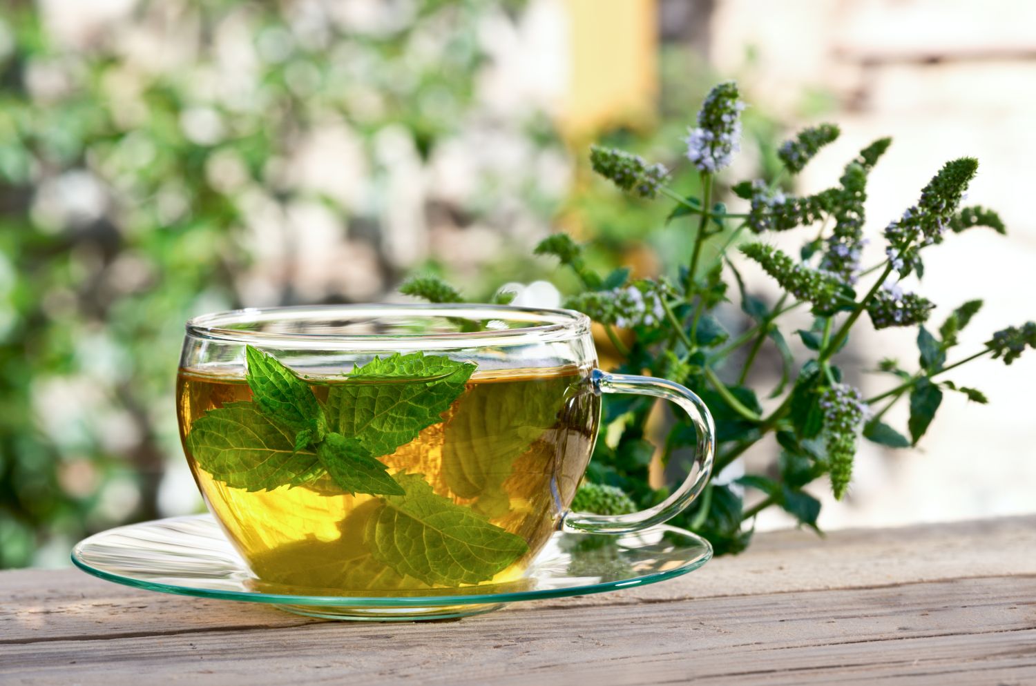 Peppermint varieties: chocolate mint & more - Plantura