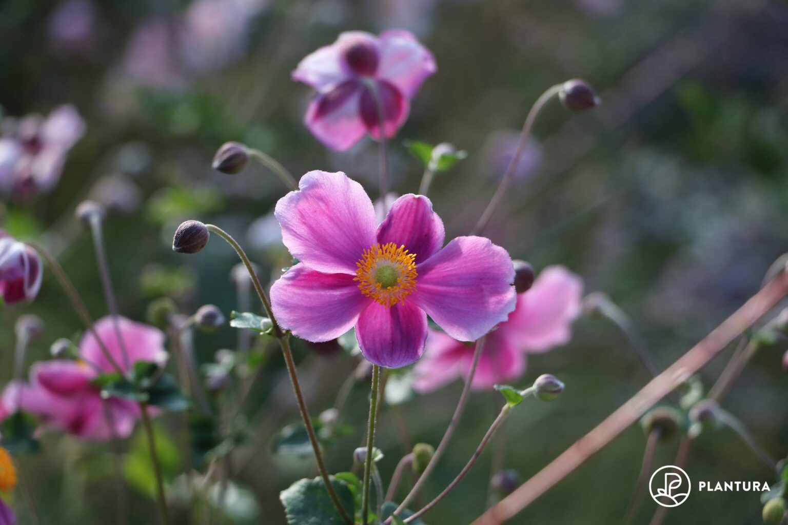 Japanese anemone: propagation, care & varieties - Plantura
