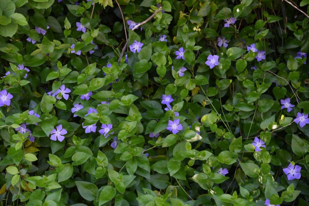 Periwinkle: planting the garden all-rounder - Plantura