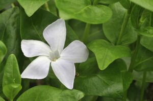 Periwinkle: planting the garden all-rounder - Plantura