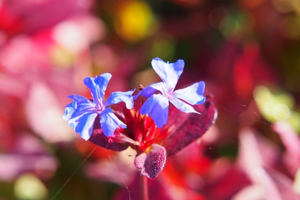 Leadwort: plant profile, varieties & how to grow - Plantura