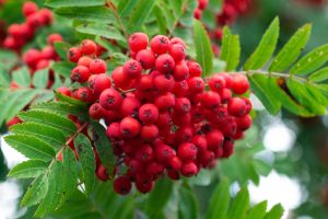 Rowan tree: profile, care & pruning - Plantura