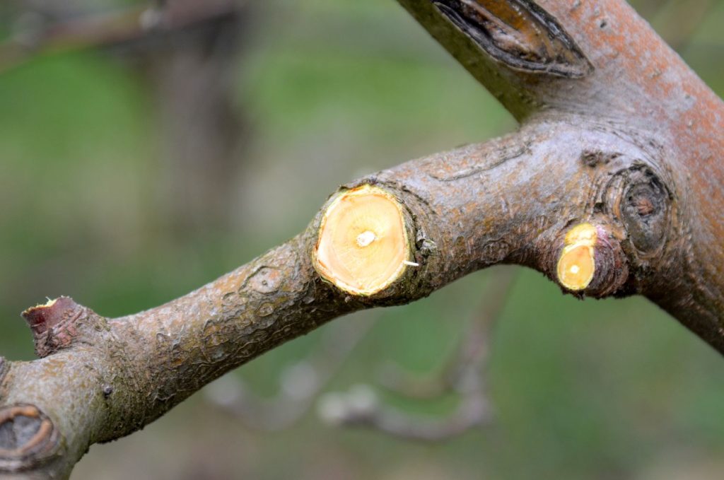 Pruning apple trees: when & how to go about it? - Plantura