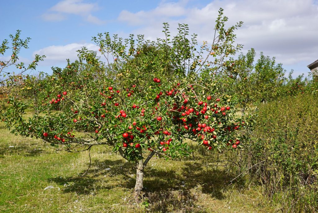 Pruning apple trees: when & how to go about it? - Plantura