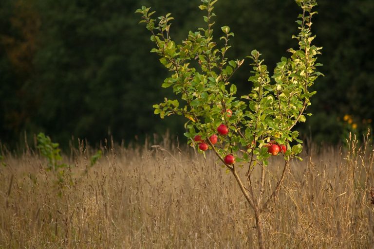 Pruning apple trees: when & how to go about it? - Plantura