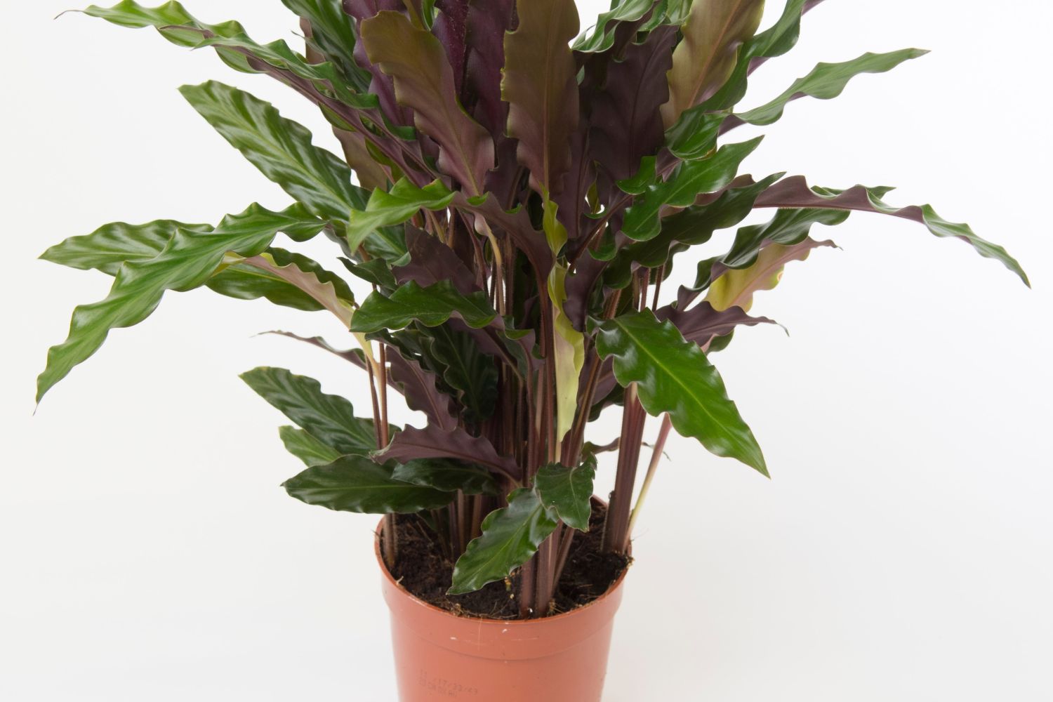Calathea rufibarba: care, propagation & more - Plantura