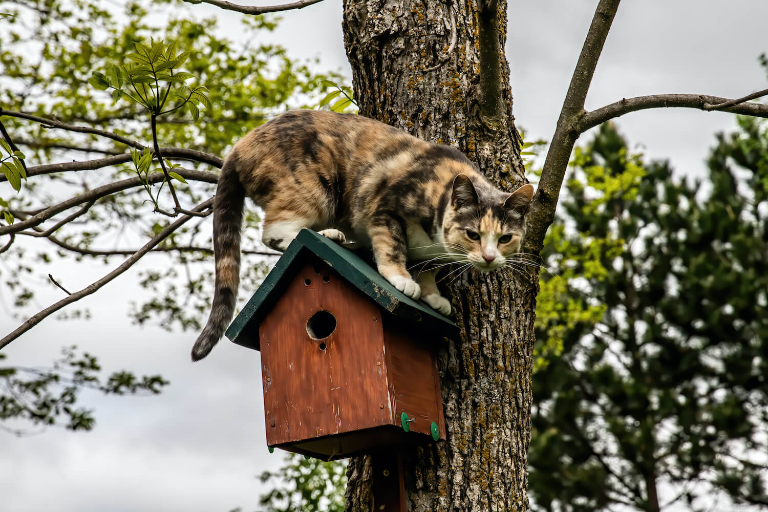Bird-friendly garden: create a garden for birds - Plantura