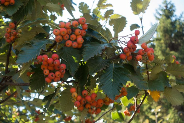 Common whitebeam: location, varieties & care - Plantura