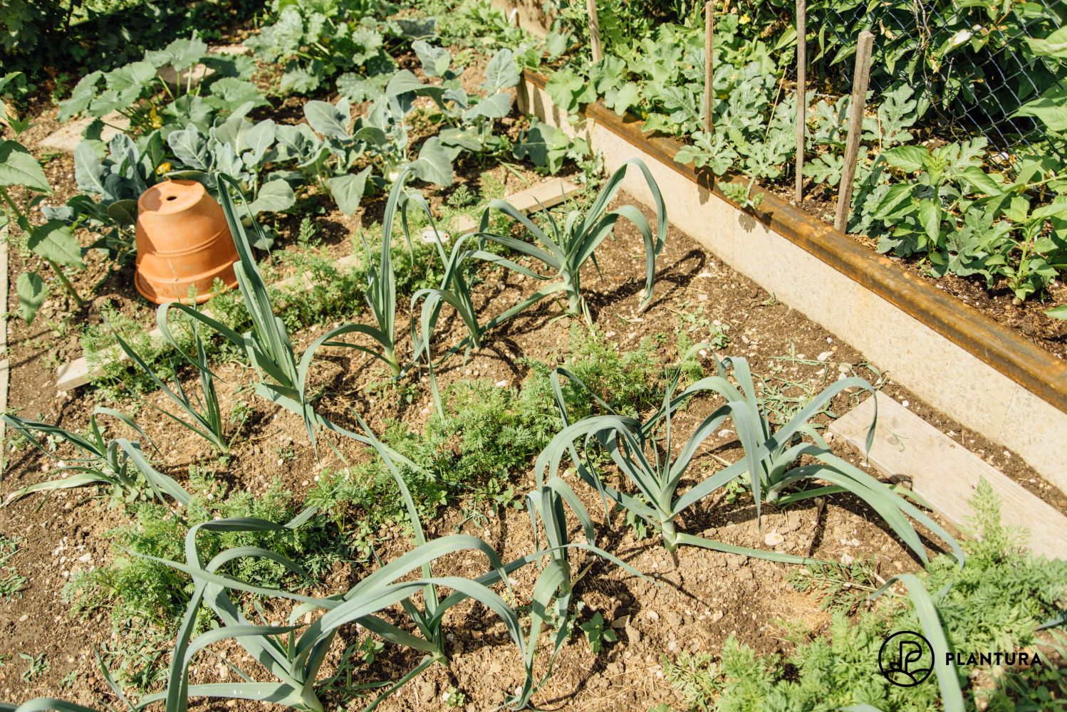 Carrot fly: damage, protection and prevention - Plantura