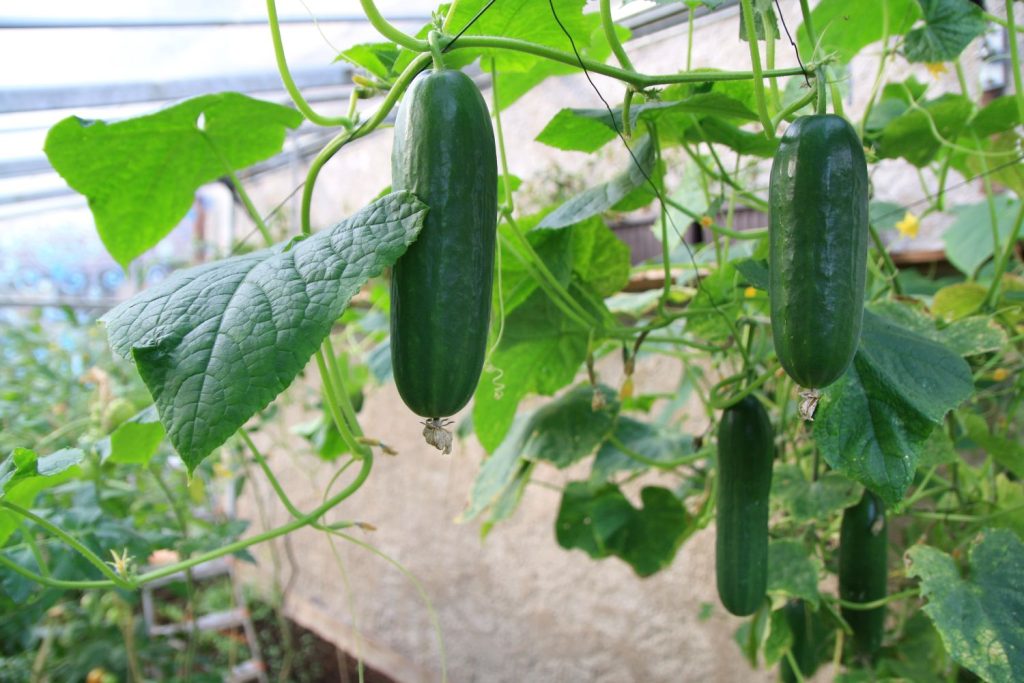 Different types of cucumbers to grow at home - Plantura