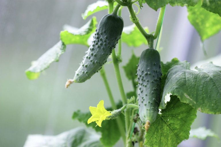 Cucumbers: origin, propagation & more - Plantura