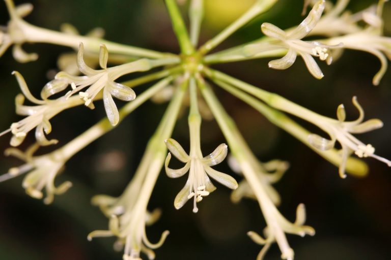 Dracaena surculosa: care, location & propagation - Plantura