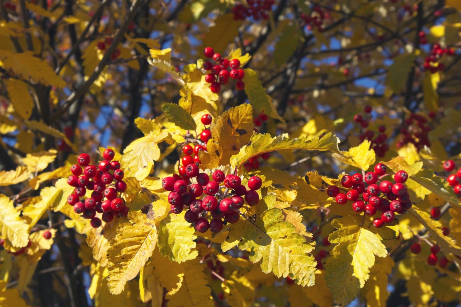 Common whitebeam: location, varieties & care - Plantura