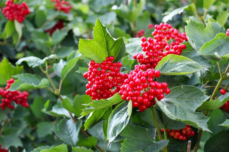 Rowan tree: profile, care & pruning - Plantura