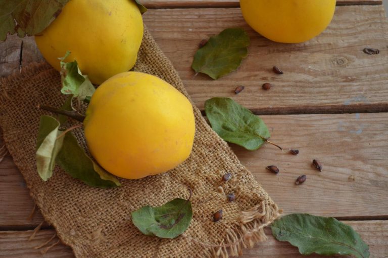 Harvesting & preserving quinces - Plantura