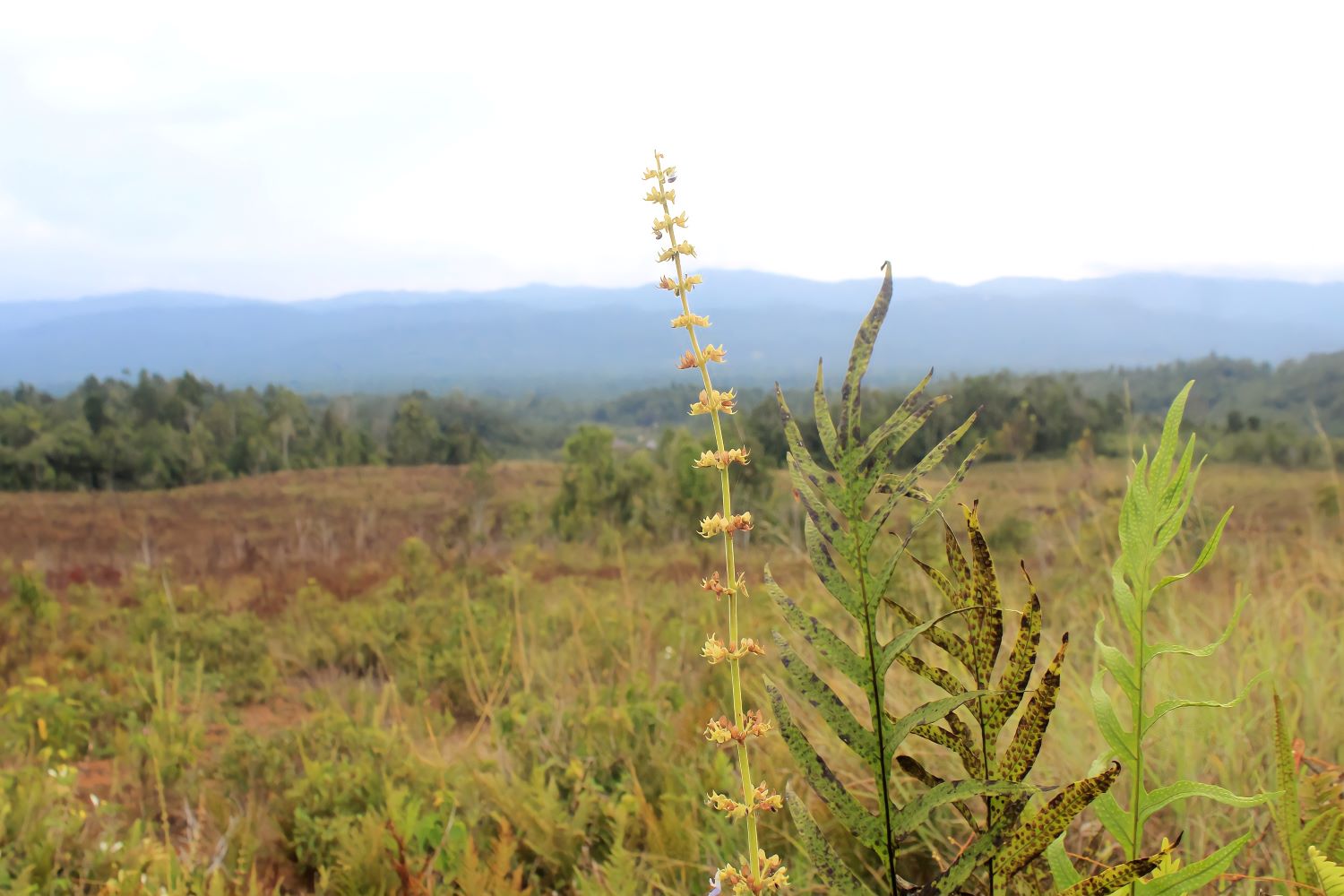 Greek mountain tea: planting, harvest & uses - Plantura