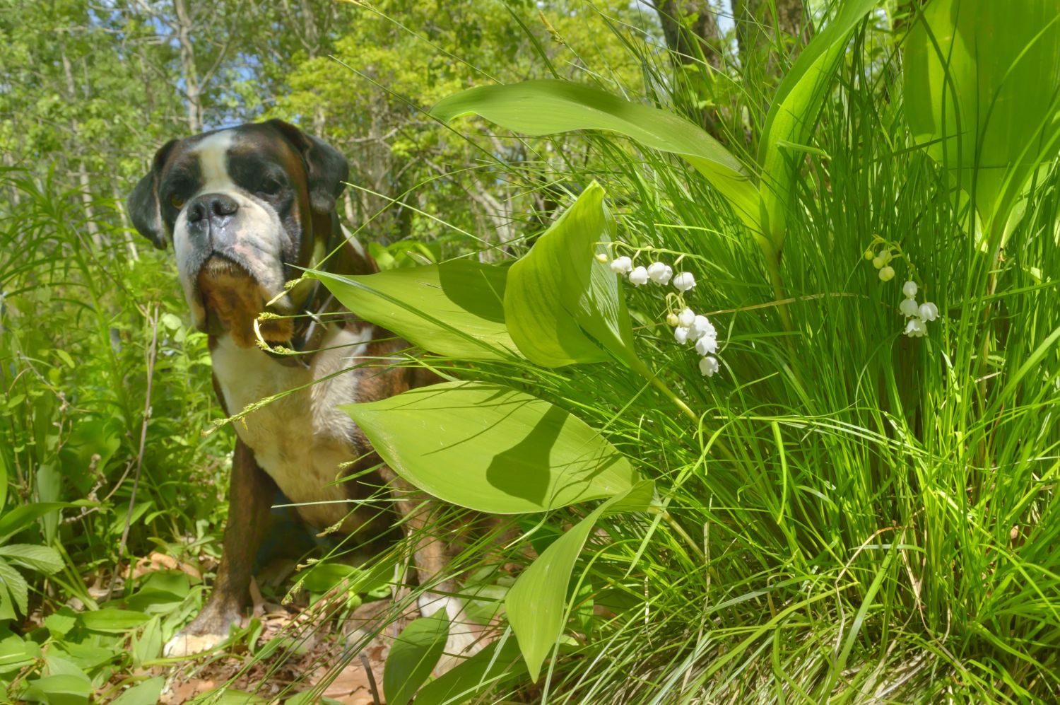 Is lily of the valley poisonous to humans & pets? - Plantura