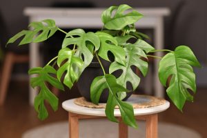 Mini monstera: care, location & propagation - Plantura