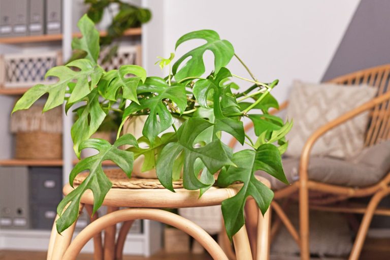 Mini monstera: care, location & propagation - Plantura