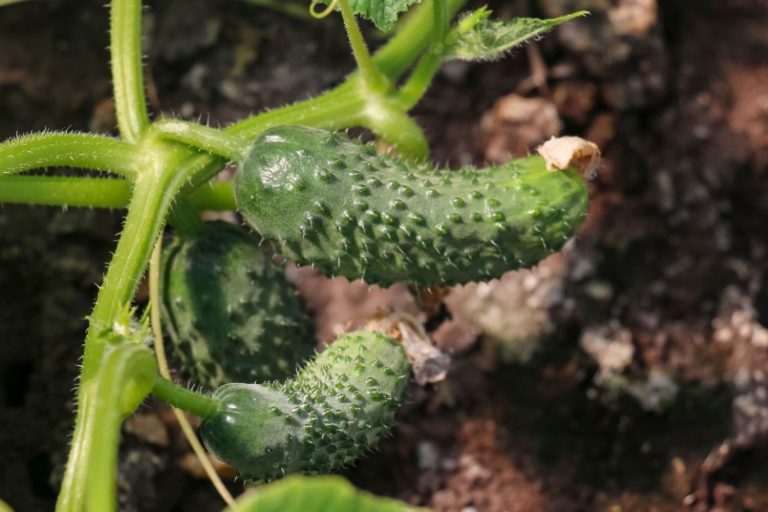 Different types of cucumbers to grow at home - Plantura