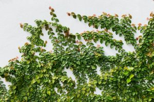 Creeping fig: care, propagation & toxicity - Plantura