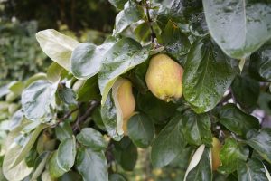 Varieties of quince trees: apple & pear-shaped - Plantura