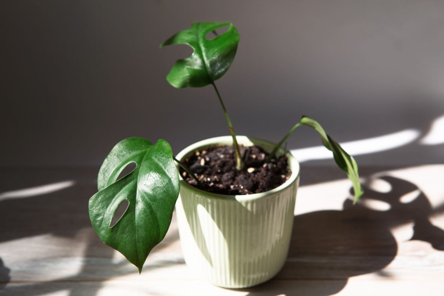 Mini monstera: care, location & propagation - Plantura