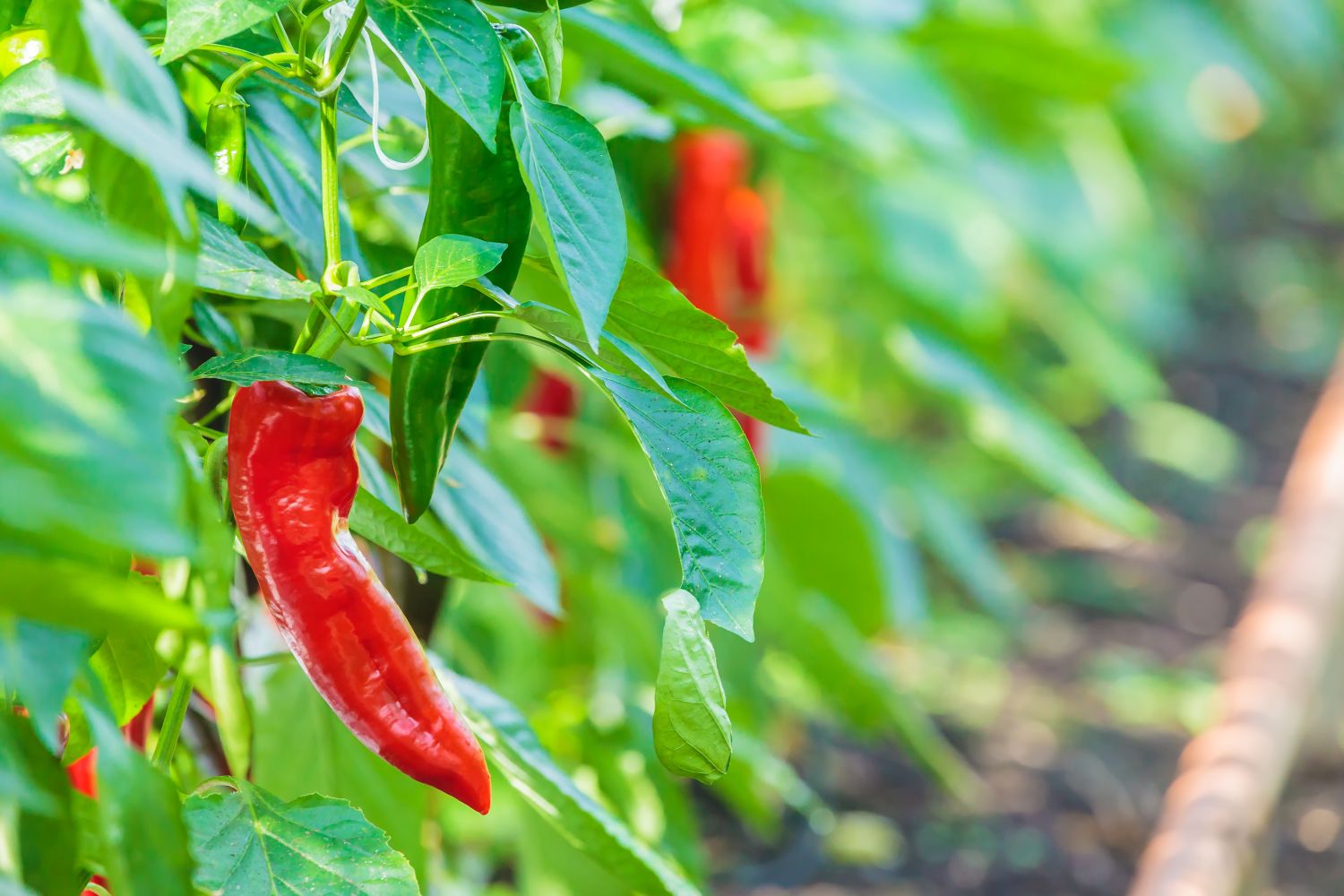 Sweet pointed peppers: growing & best varieties - Plantura