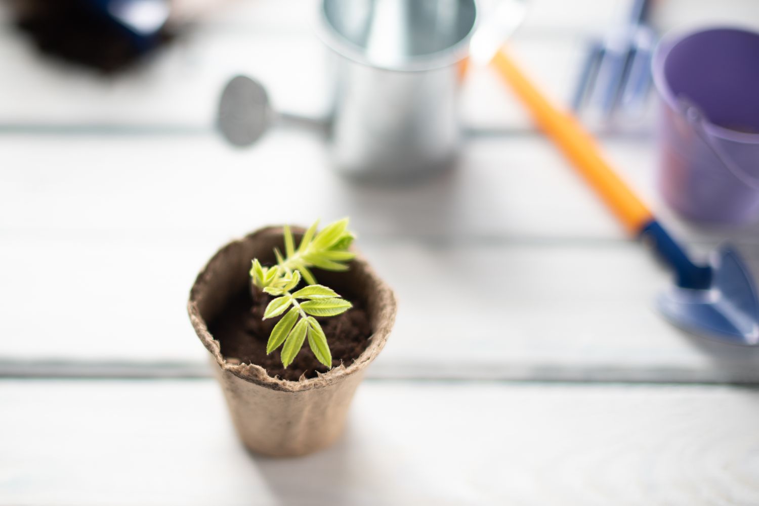 Rowan tree: profile, care & pruning - Plantura