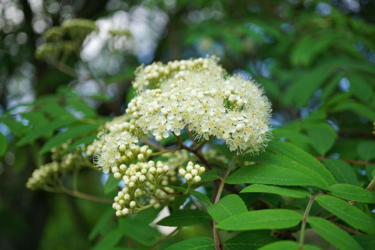 Rowan tree: profile, care & pruning - Plantura