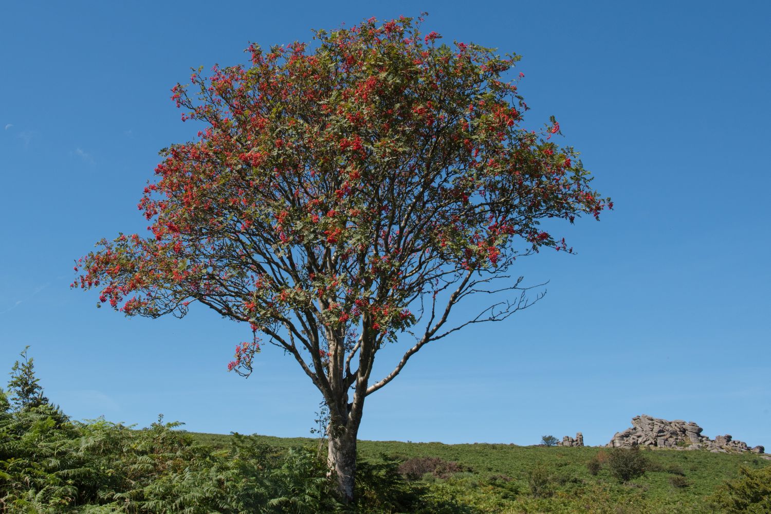 Rowan tree: profile, care & pruning - Plantura