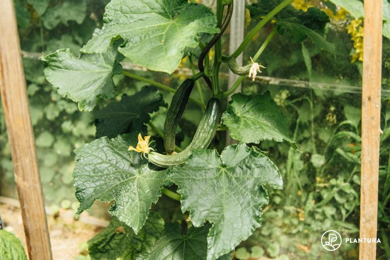 Different types of cucumbers to grow at home - Plantura