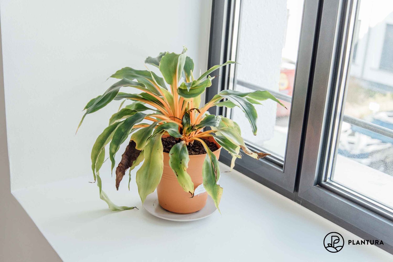 Spider plant: profile, growth habit & types - Plantura