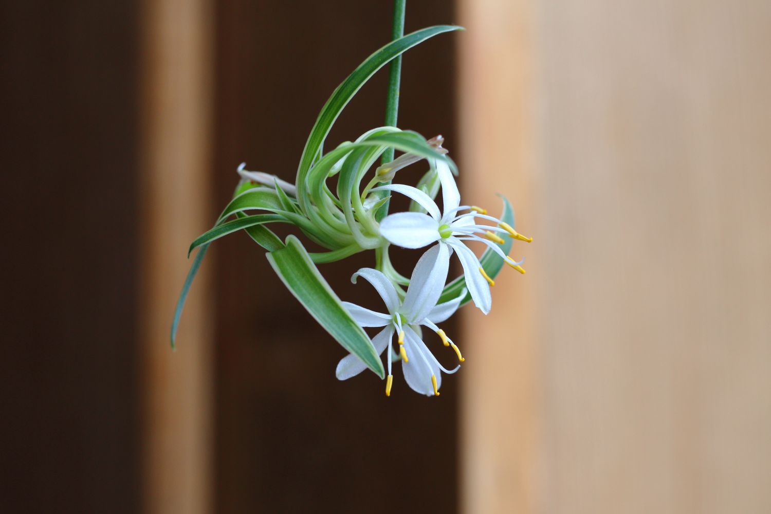 Spider plant: profile, growth habit & types - Plantura