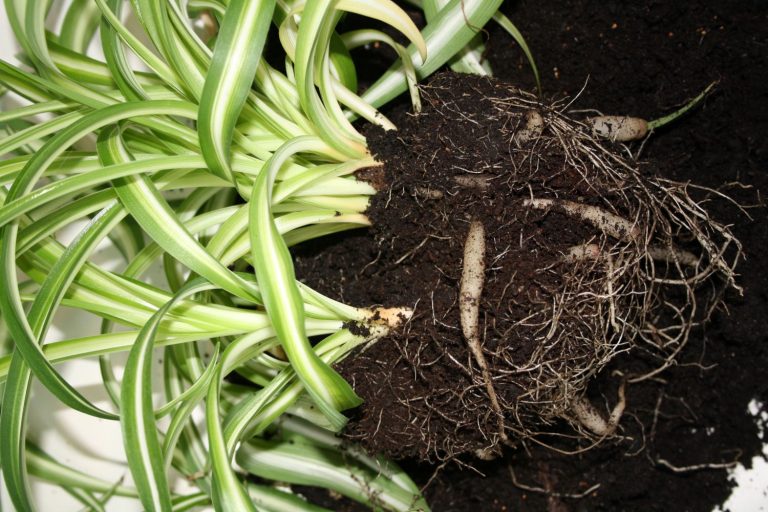 Propagating spider plants: spiderettes & division - Plantura