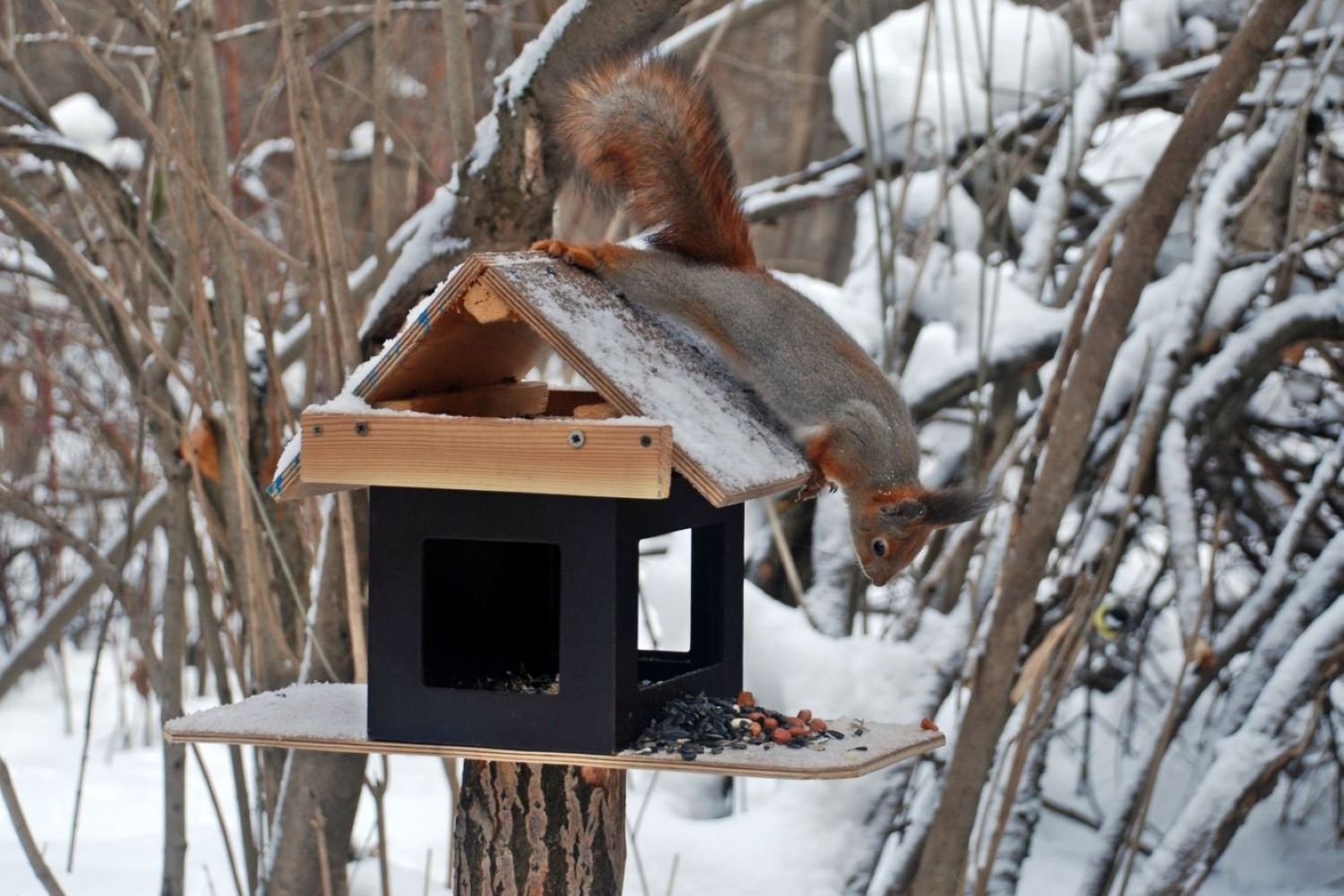 Garden animals in winter: how to help - Plantura