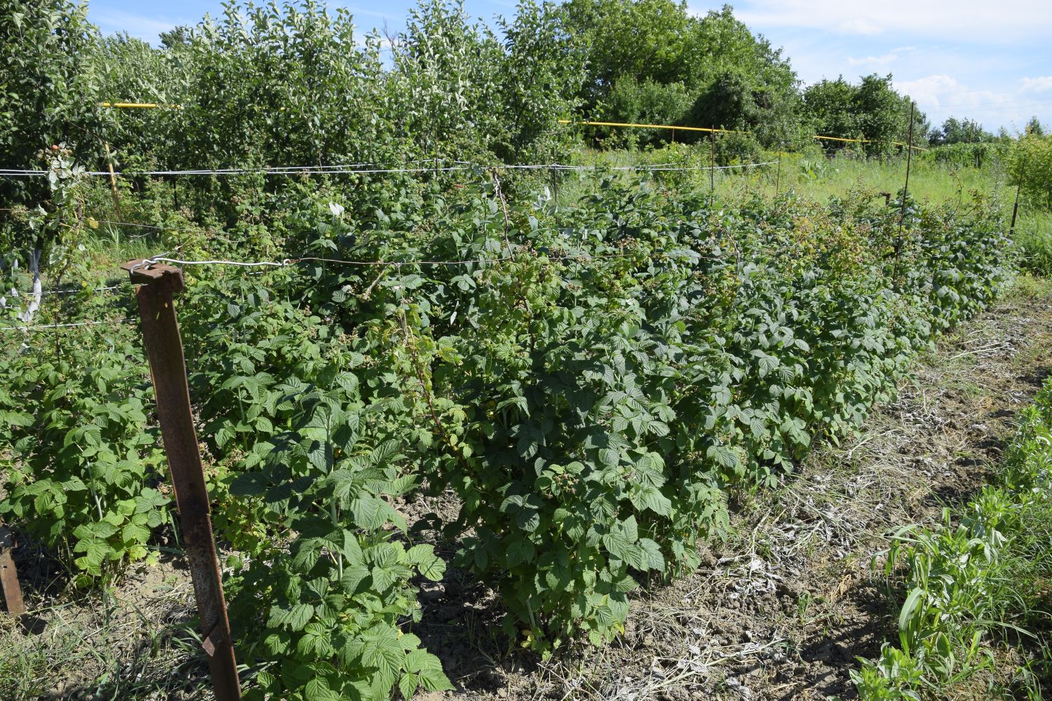 Raspberry trellis: how to build your own - Plantura