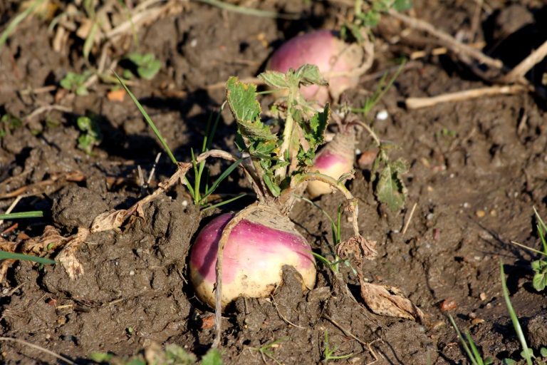 Swedes: planting, care & harvest - Plantura