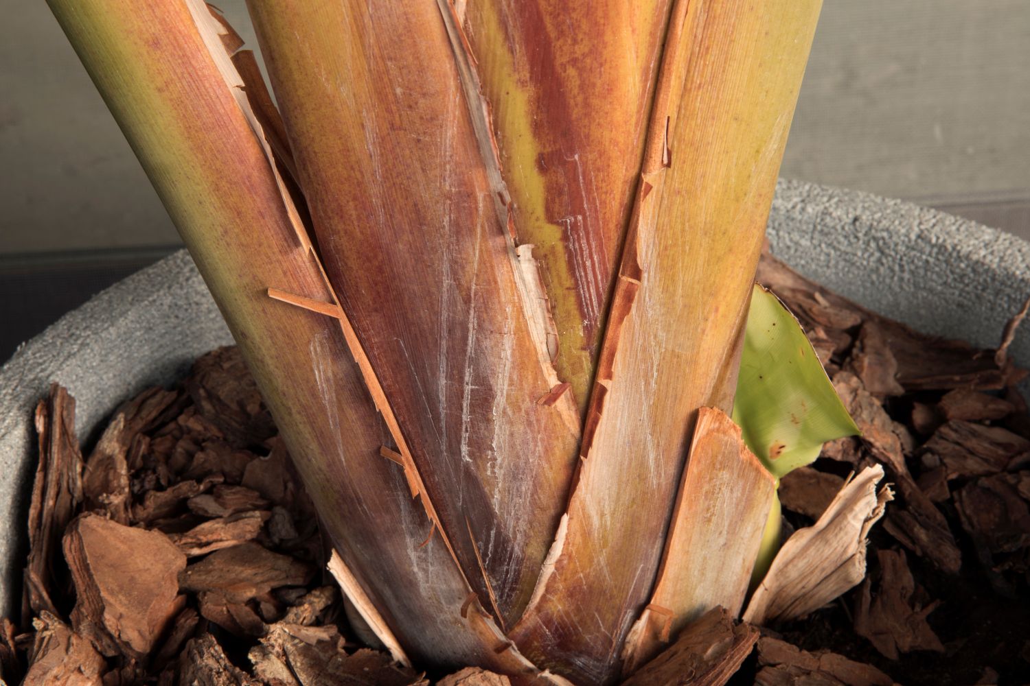 Strelitzia nicolai: care, propagation & more - Plantura
