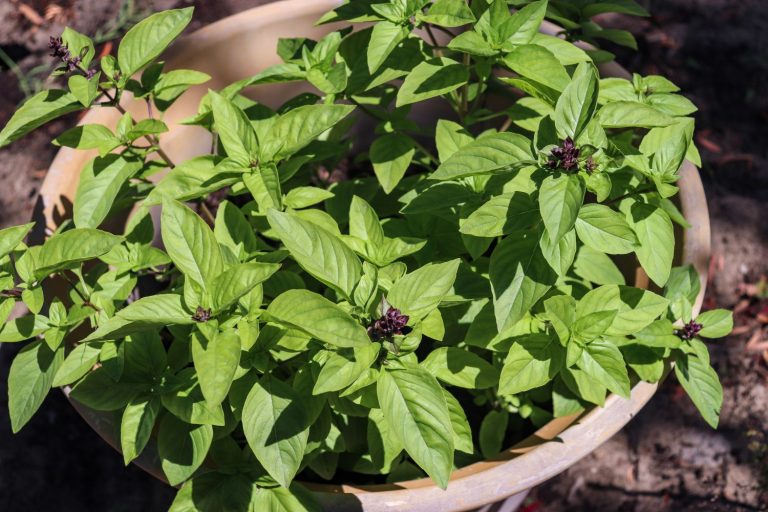 Thai basil plants: planting, harvesting & uses - Plantura