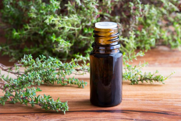 Thyme: description, flowering & origin - Plantura