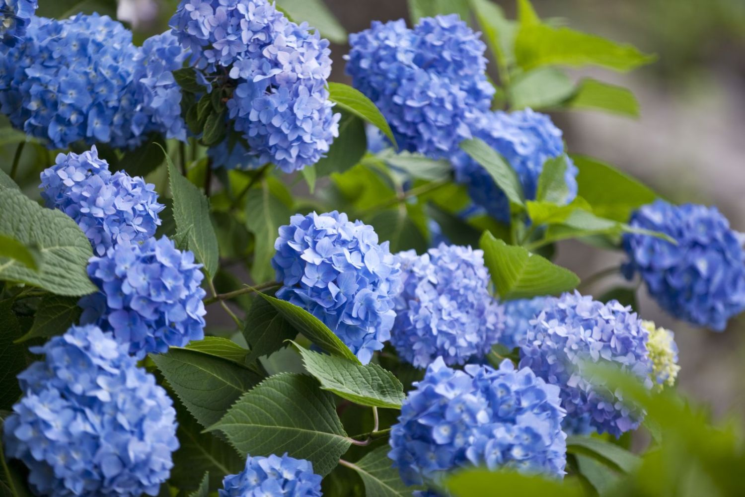Blue hydrangeas: how to change the flower colour - Plantura