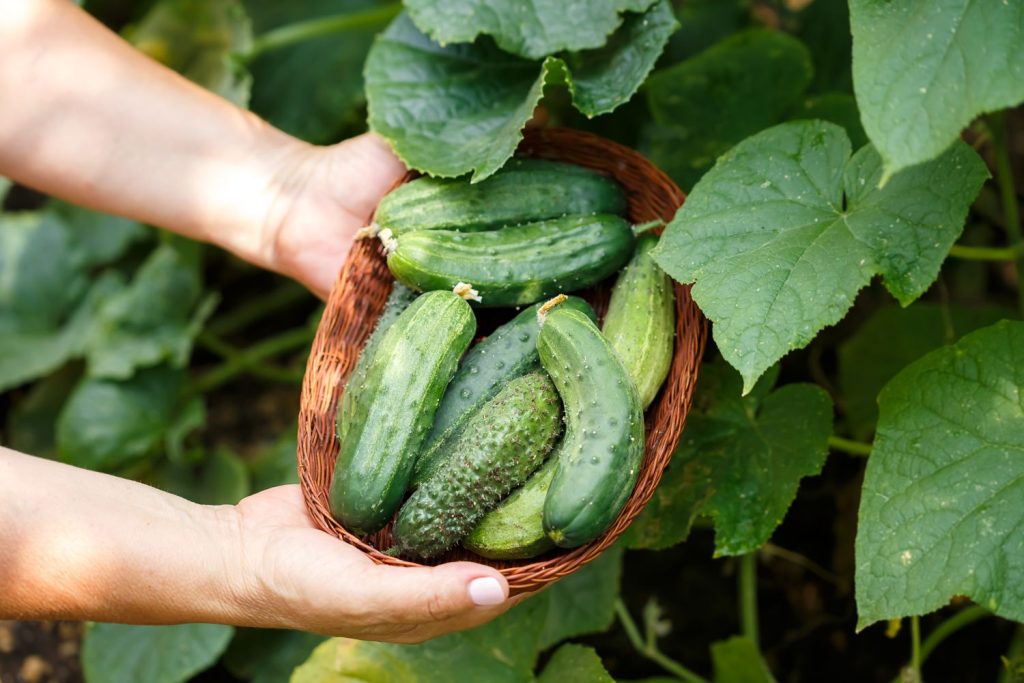 Different types of cucumbers to grow at home - Plantura