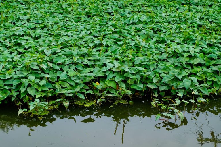 Water spinach: growing, harvesting & benefits - Plantura