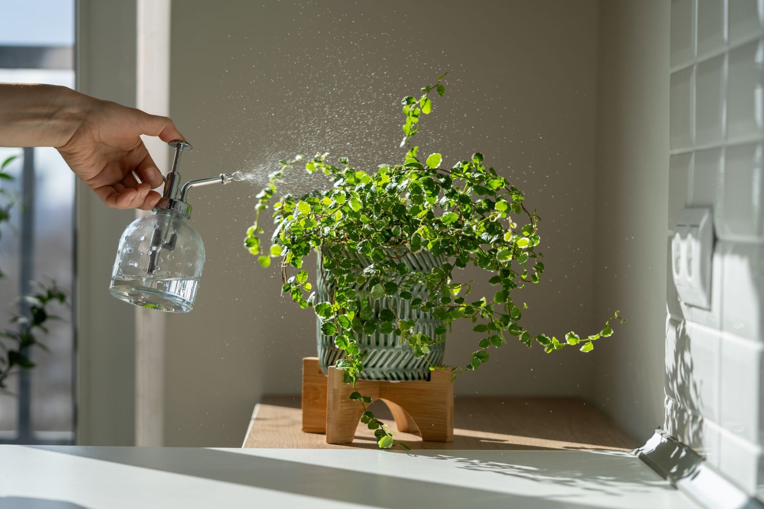 Creeping fig: care, propagation & toxicity - Plantura
