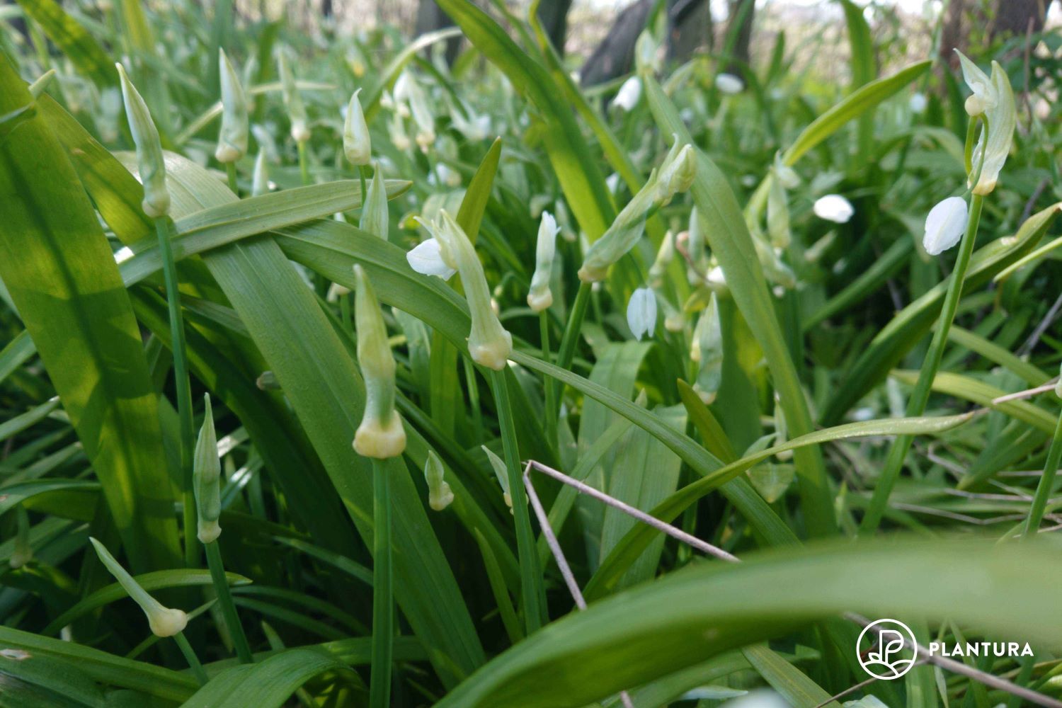 Few-flowered leek: how to recognise & grow - Plantura