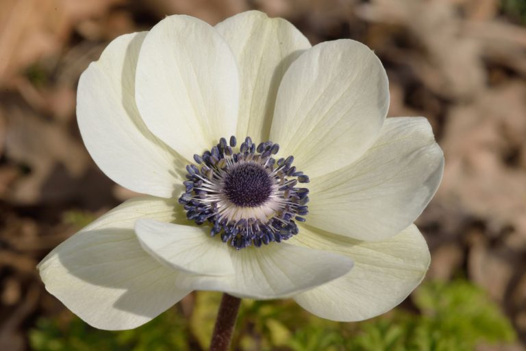 Anemone coronaria: planting, care & more - Plantura