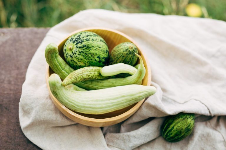 Armenian cucumber: growth & gourmandisation - Plantura